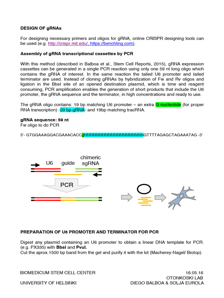 Promotor U6 gRNA | PDF