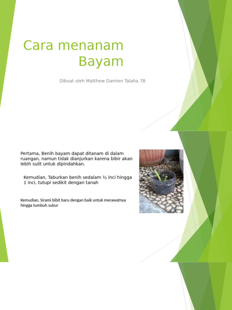 Cara Menanam Bayam | PDF