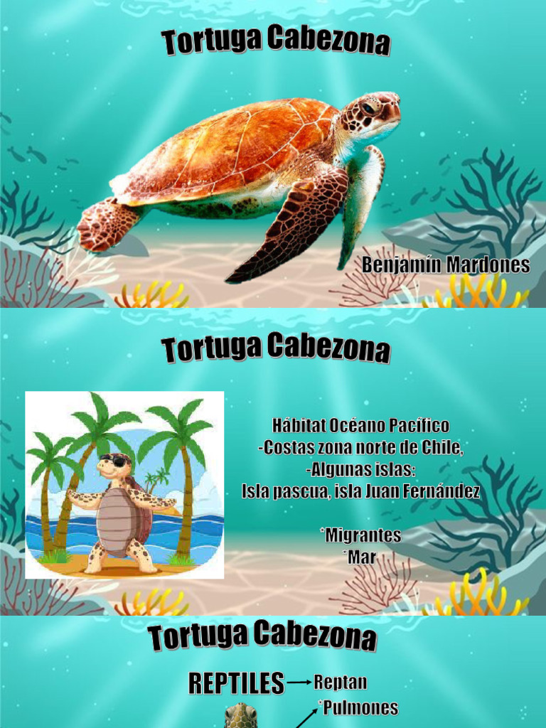 Disertación Tortuga Cabezona | PDF