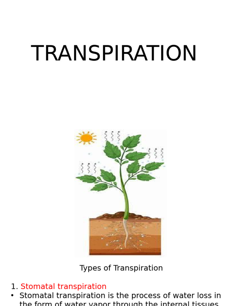 Transpiration | PDF