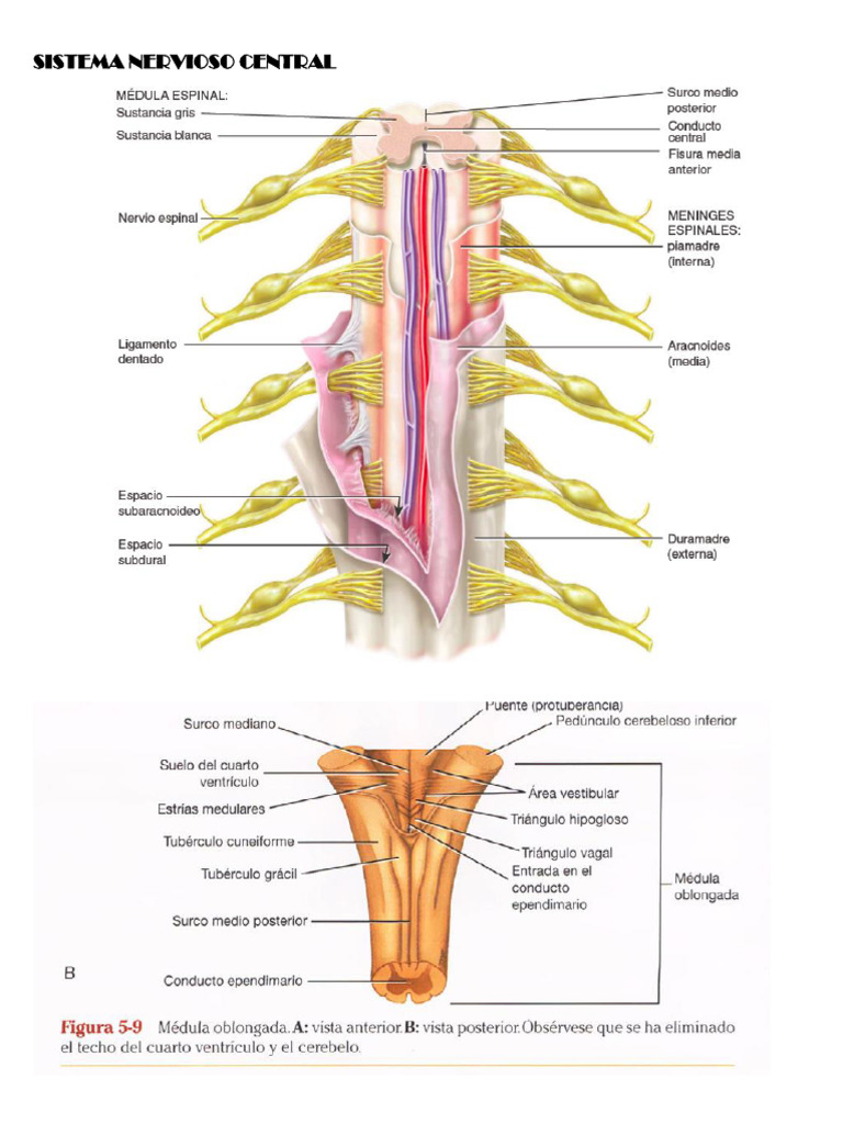 Tp8-Sistema Nervioso Central Imagenes | PDF
