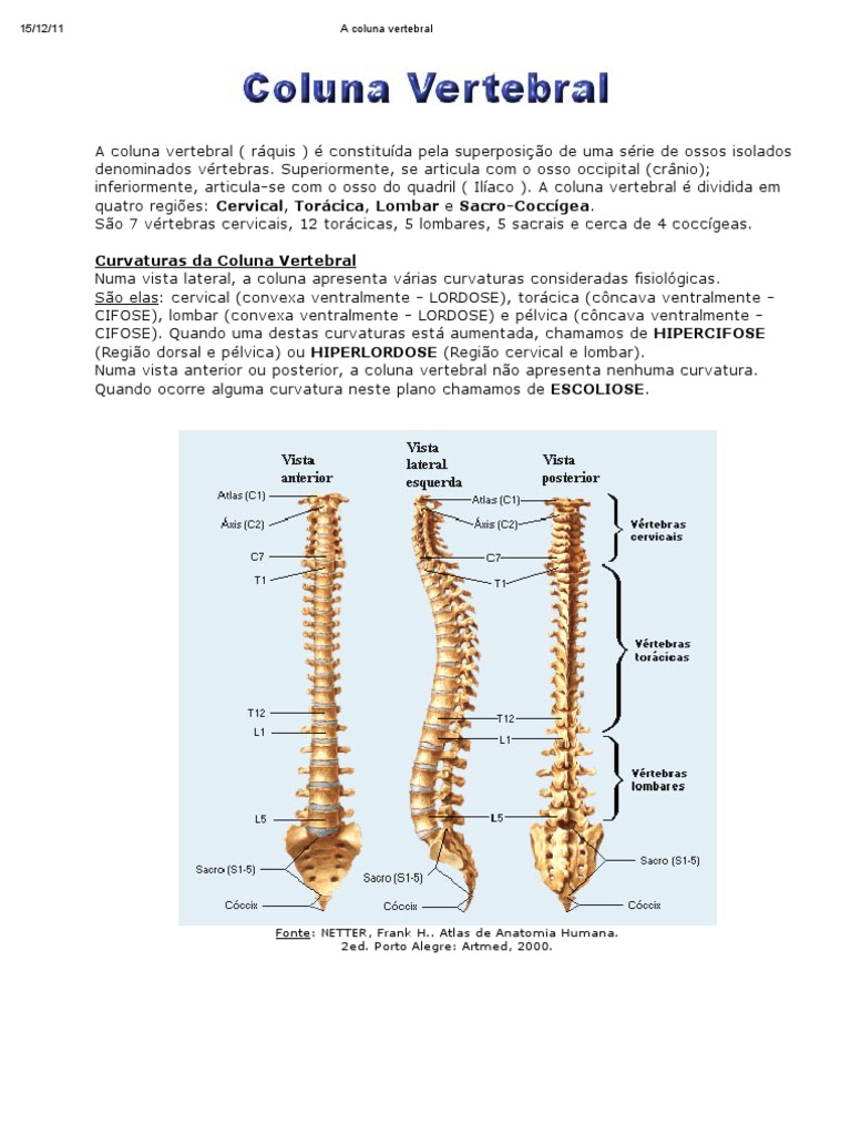 Anatomia da Coluna Vertebral | PDF | Coluna vertebral | Vértebra