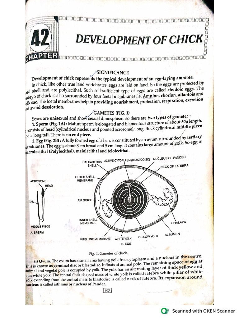 Development of Chick | PDF