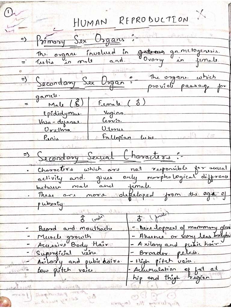 12th Reproductive System | PDF