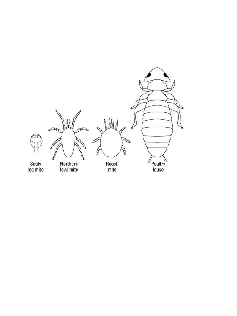 Poultry External Parasites | PDF