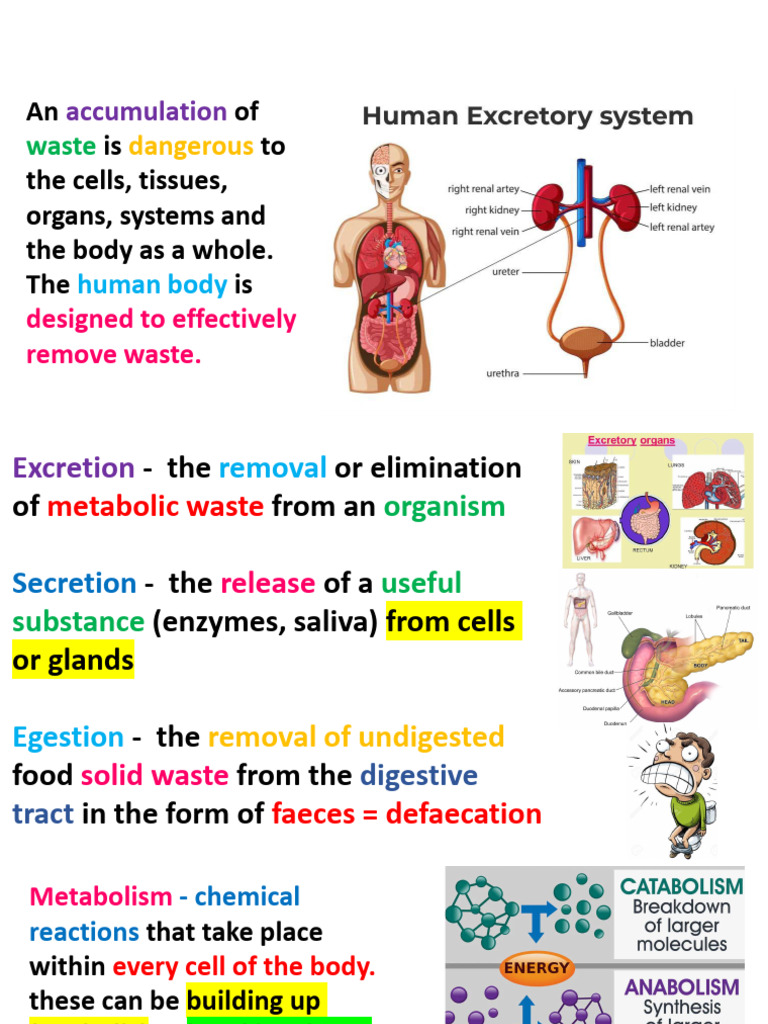 Excresion in Humans | PDF | Kidney | Home & Garden