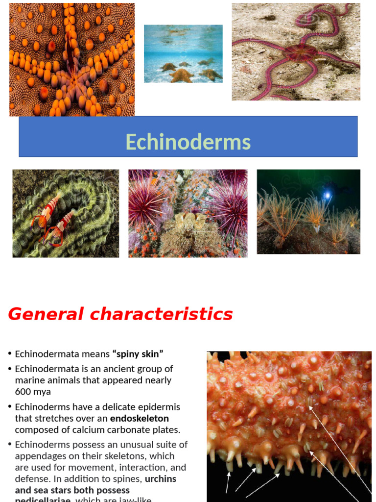 Echinoderms | PDF