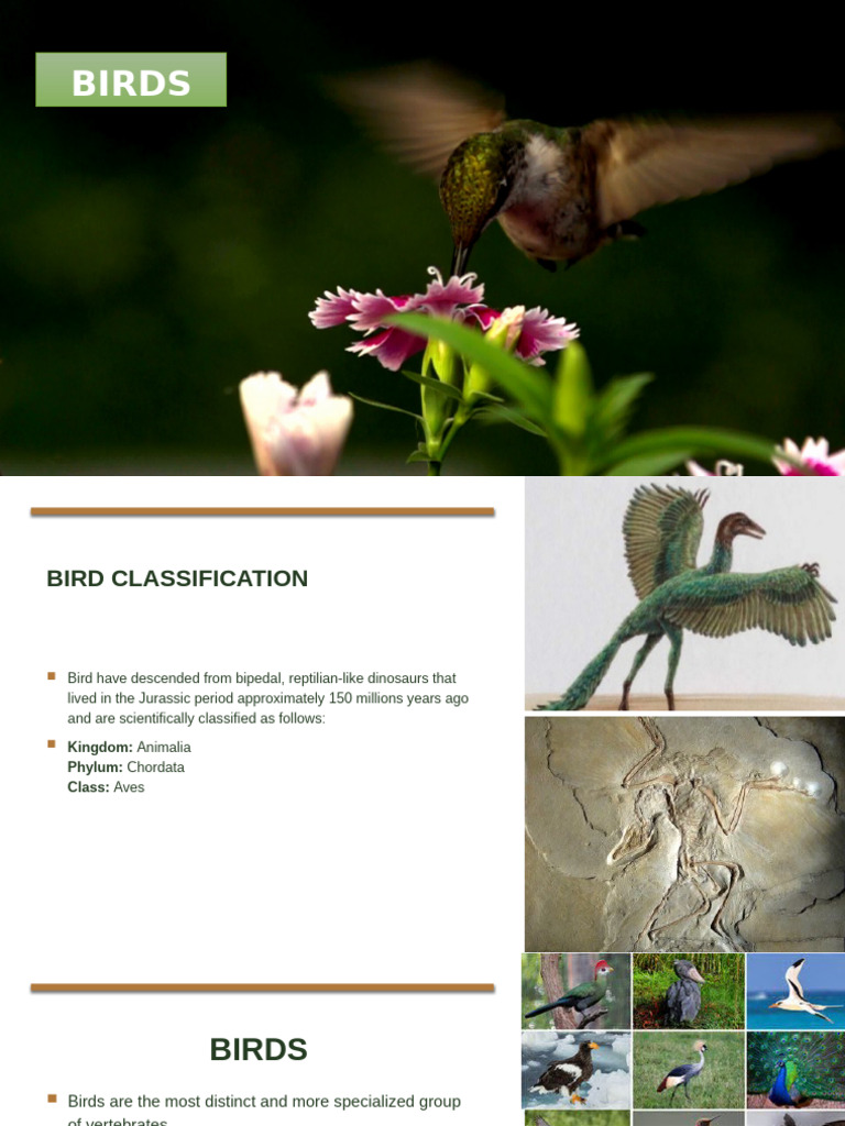 Birds | PDF