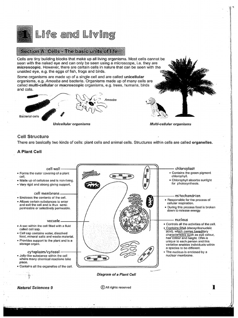 Grade 9 - Exam Fever | PDF