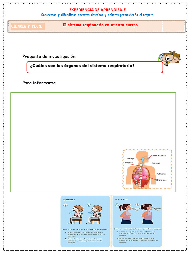 FICHA El sistema respiratorio en nuestro cuerpo | PDF
