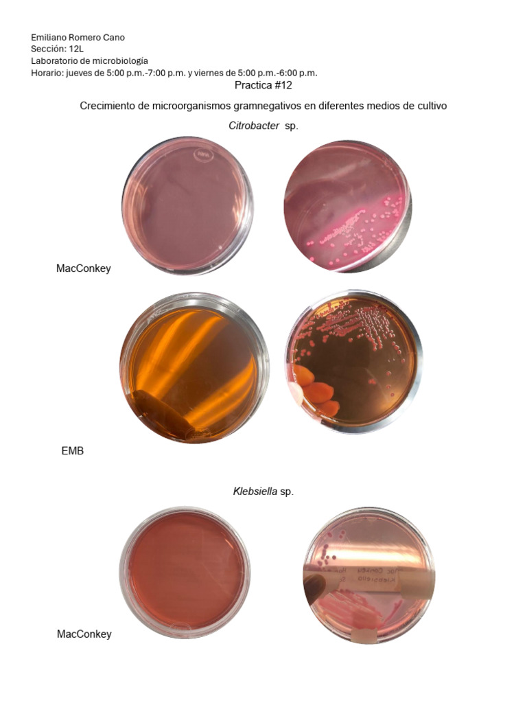Practica 12 Micro | PDF