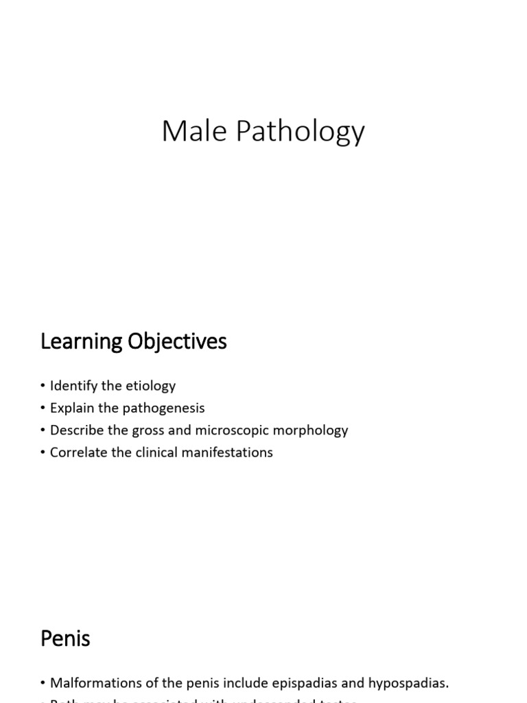 Male Pathology 2024 | PDF