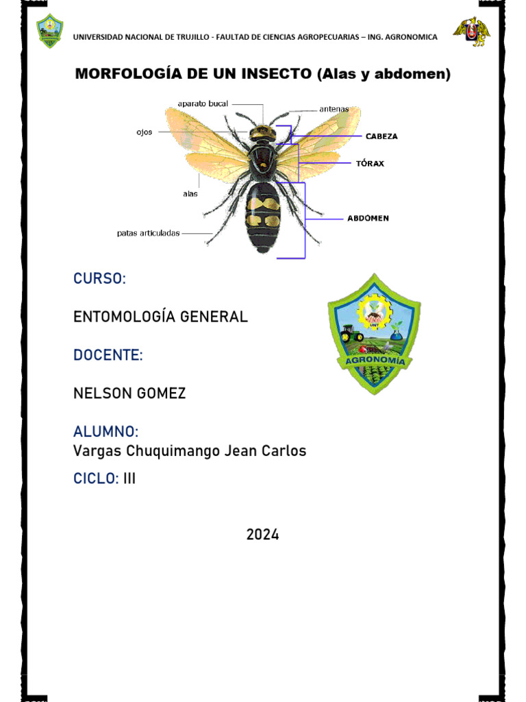 (Alas y Addomen) Morfología de Un Insecto | PDF