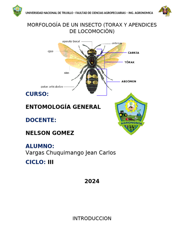 (Torax) Morfología de Un Insecto | PDF