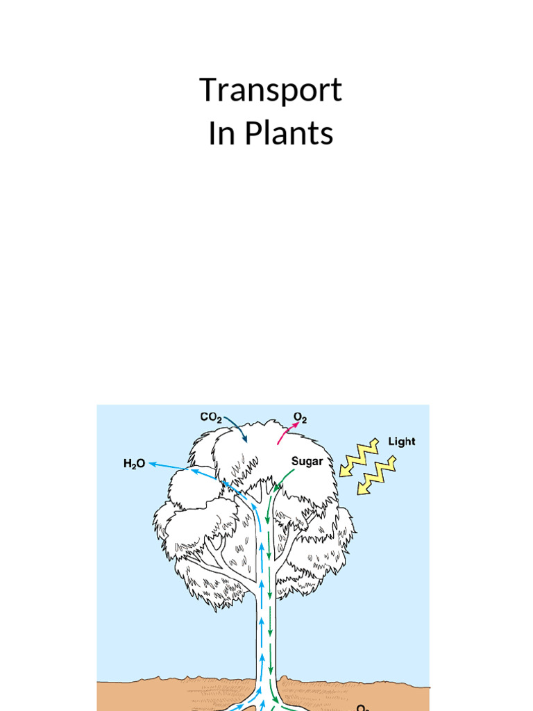 Transport in Plants | PDF