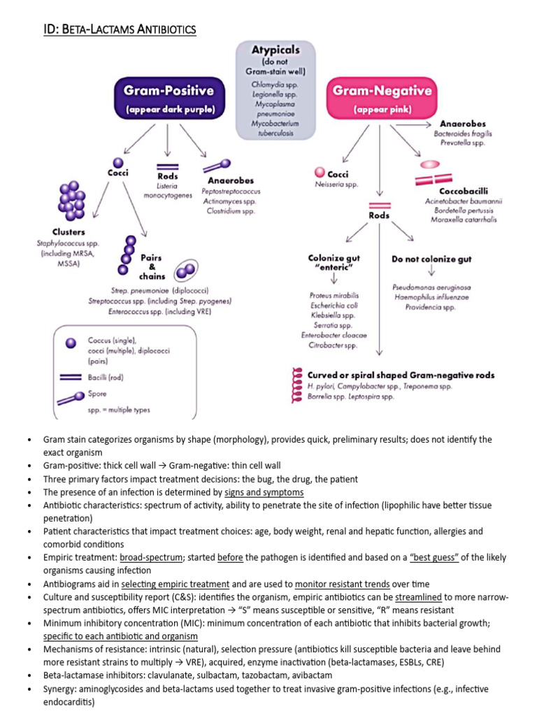Beta Lactams | PDF
