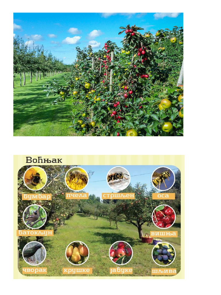 Rebusi I Ukrstenice Za Štampu | PDF