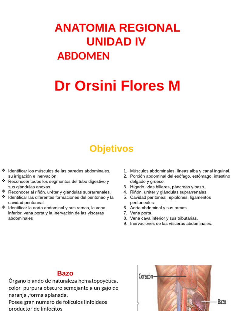 Anatomía del Abdomen y Bazo | PDF | Abdomen | Salud y bienestar