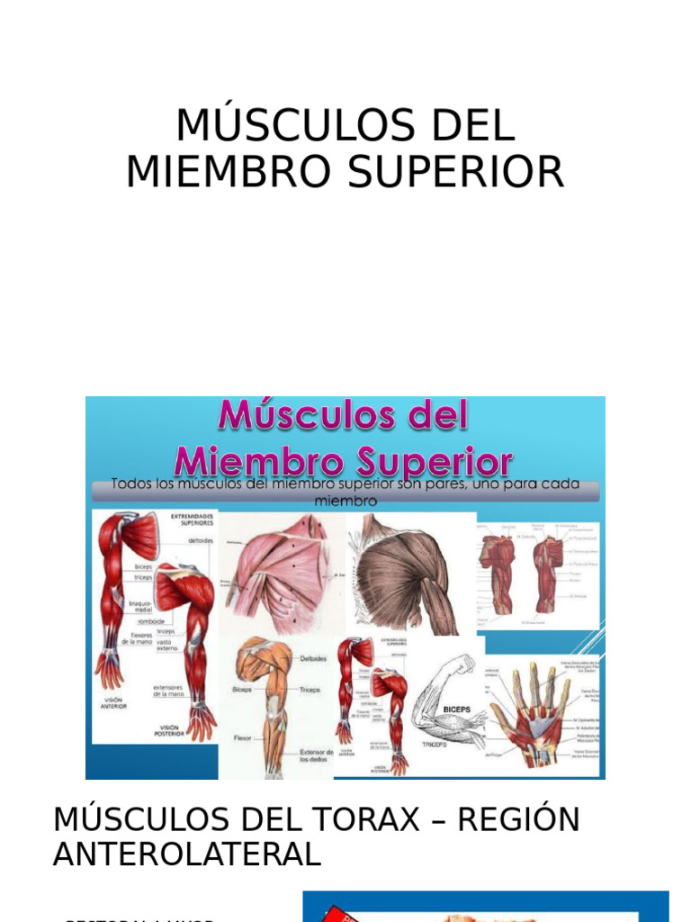 Musculos Del Miembro Superior | PDF