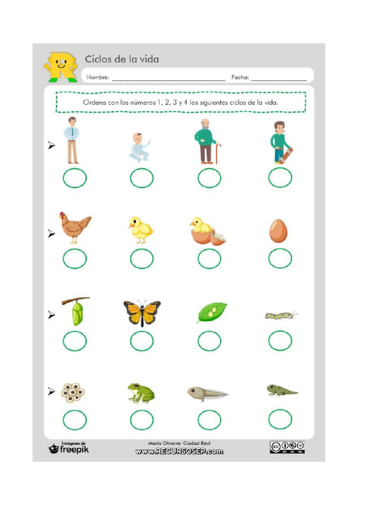 Ciclos de Vida Act. | PDF