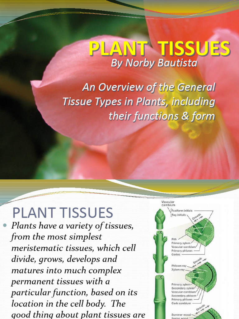 Plant Tissues Compress | PDF