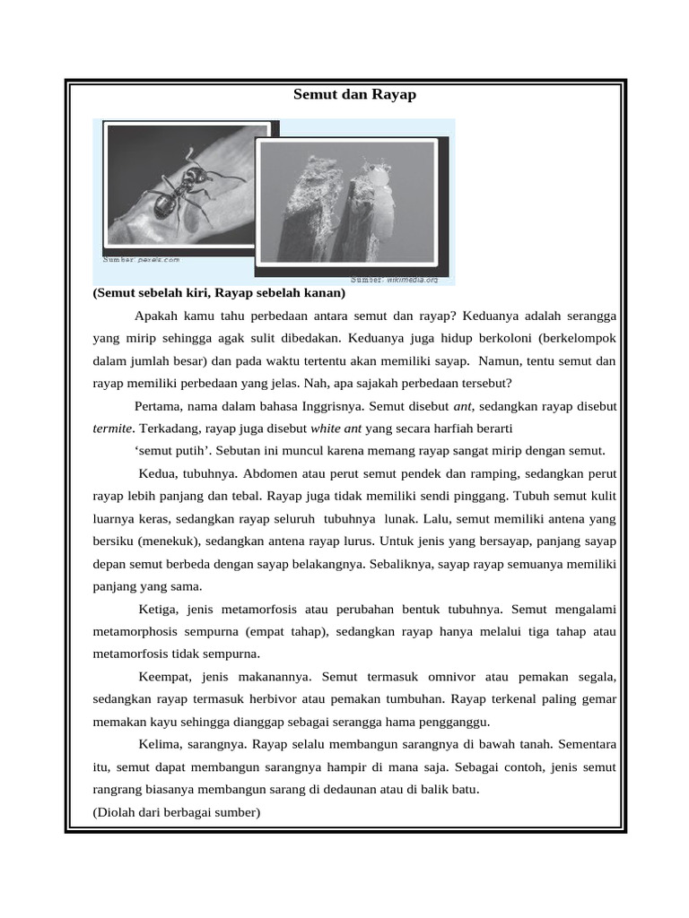 Semut Dan Rayap | PDF