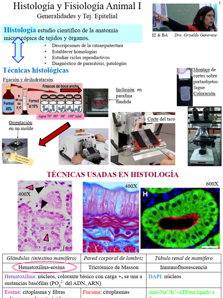 Teorica de Histologia y Fisiologia Animal I 2023 GENERALIDADES Y TEJ ...