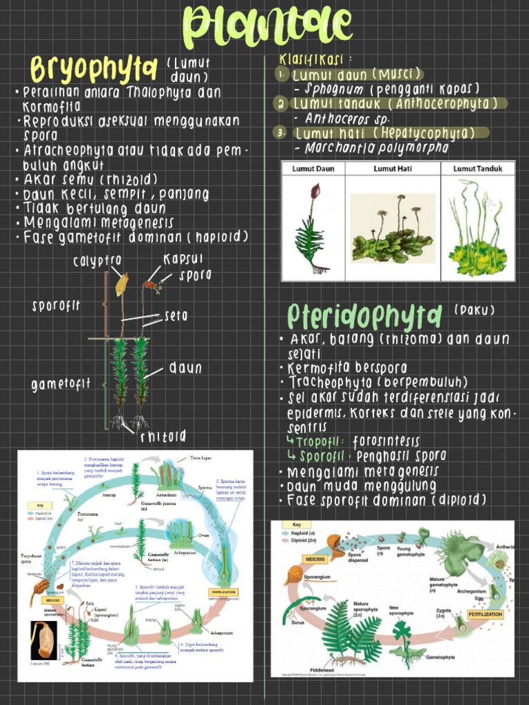 Plantae | PDF