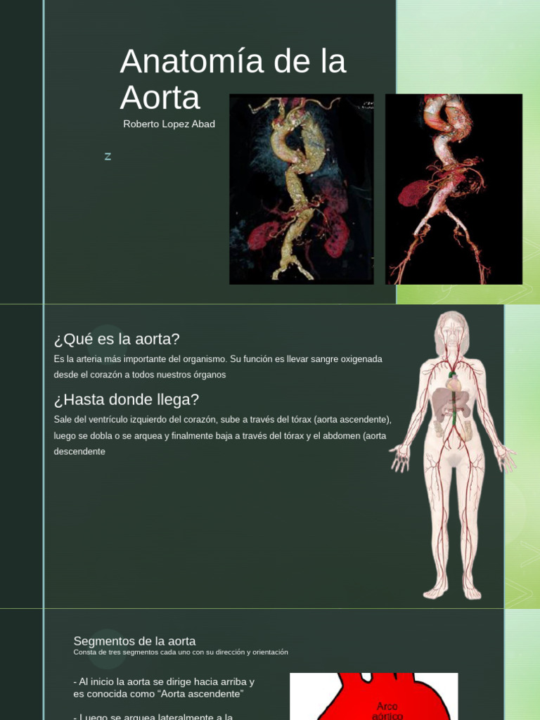 Anatomía de La Aorta | PDF