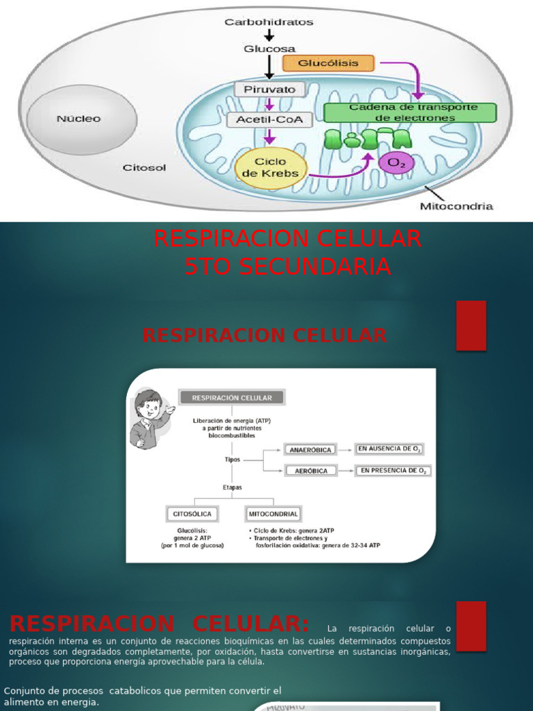 Respiracion Celular | PDF