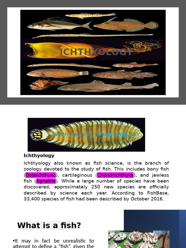 Ichthyology | PDF