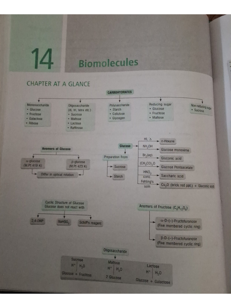 Biomolecules Mindmap | PDF