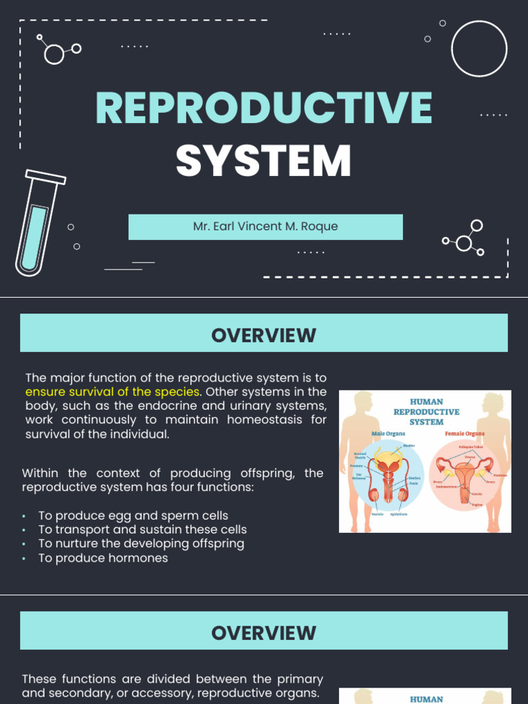Reproductive System | PDF