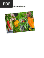 Genetic Diversity in Capsicum annuum Traits | PDF | Chili Pepper | Capsicum