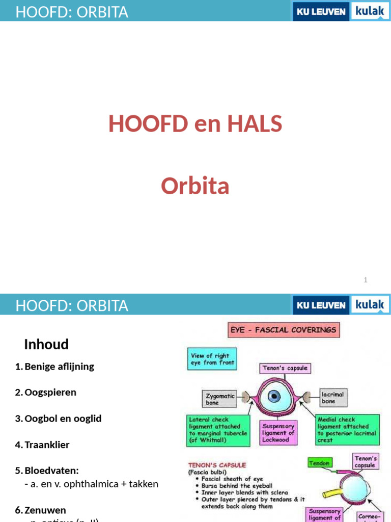 02-Les - Hoofd - Orbita 2 | PDF