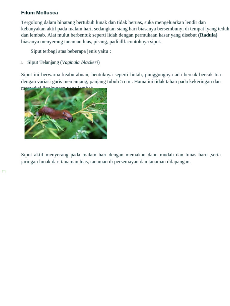 Filum Mollusca | PDF