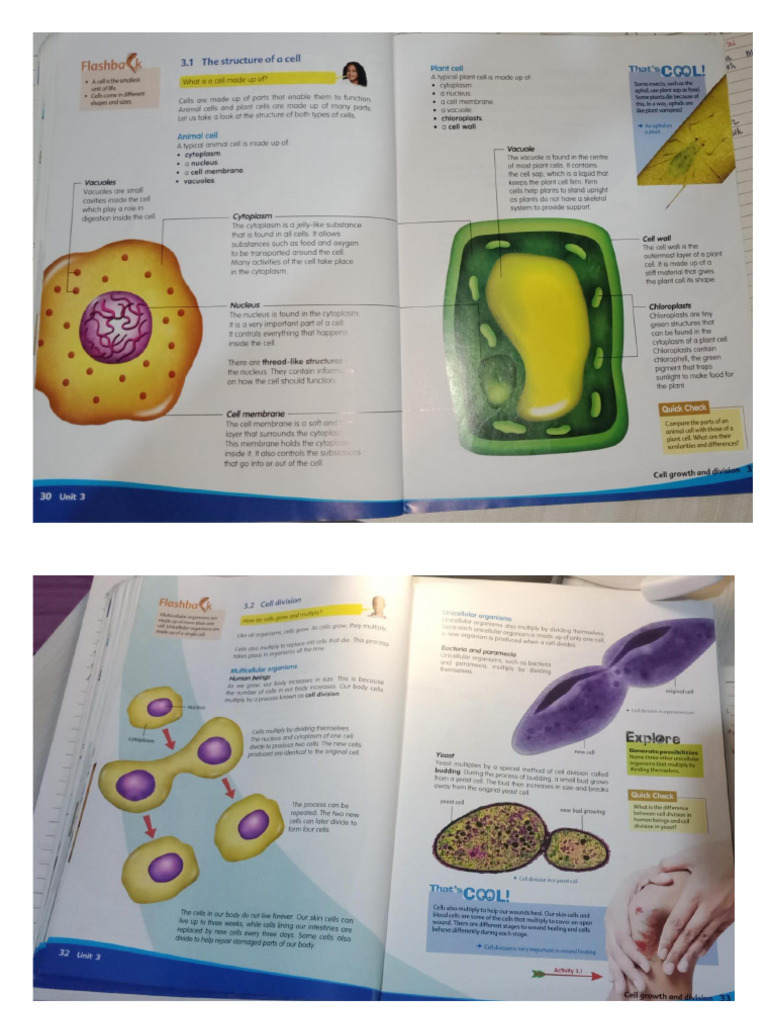 Science Unit 3 Cell Growth and Division | PDF