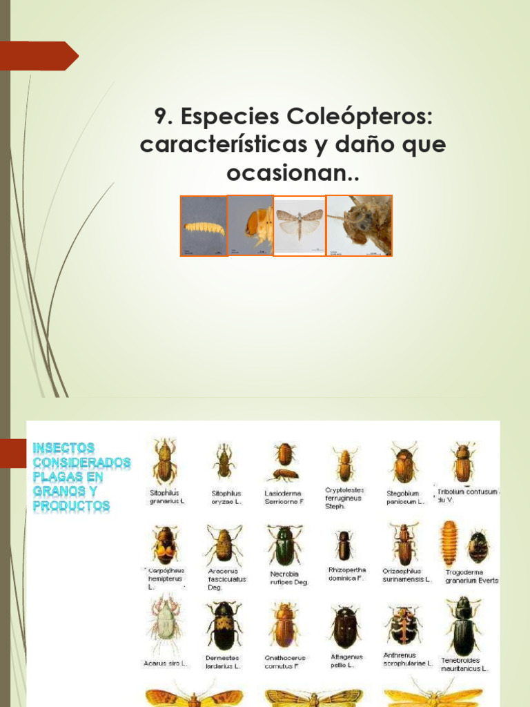 Especies Coleópteros Características y Daño Que Ocasionan. - Alejandra Zerpa Hernandez | PDF