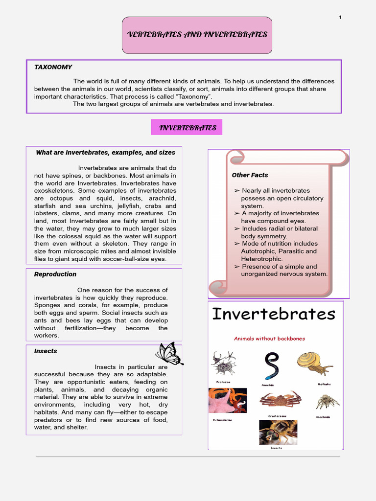Vertebrates Vs Invertebrates | PDF | Invertebrate | Amphibian
