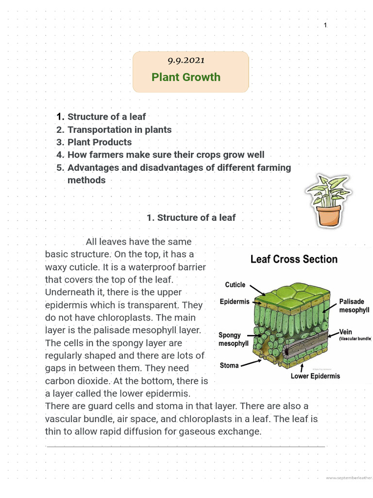 Plant Growth | PDF