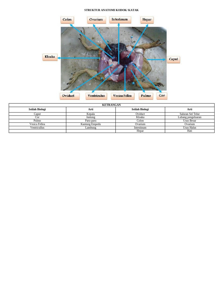 Struktur Anatomi Kodok | PDF