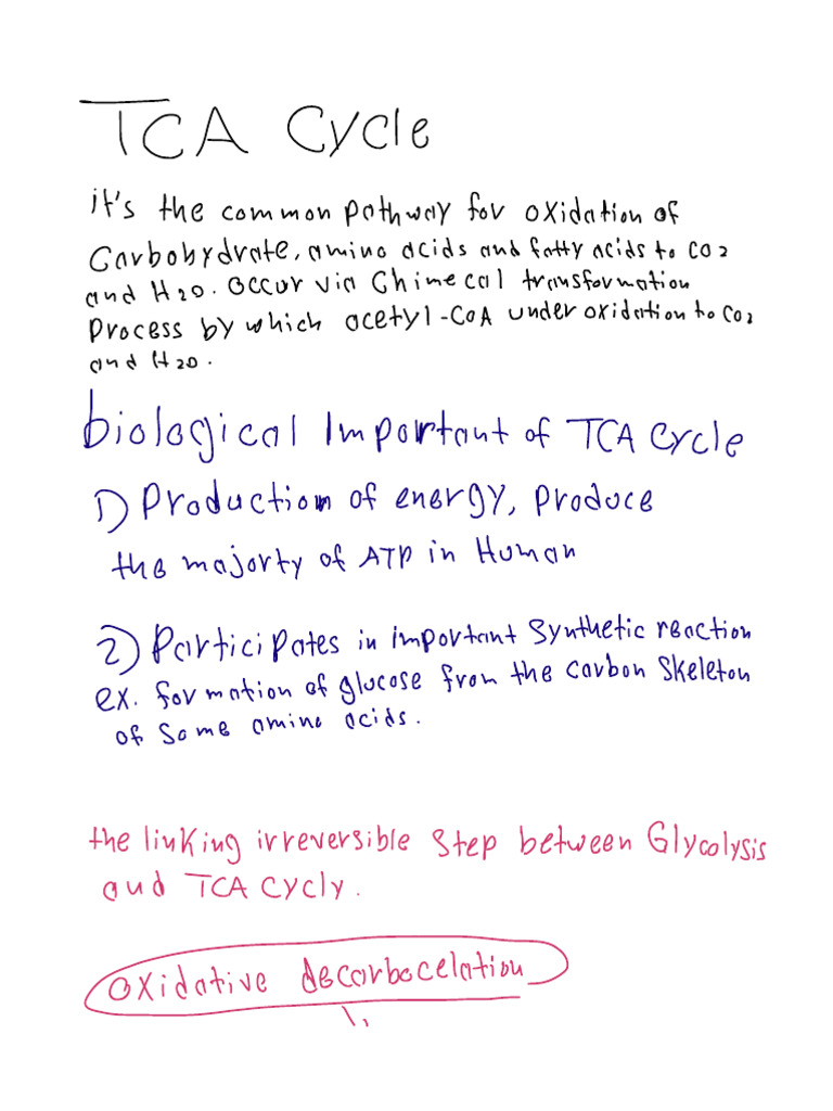 TCA Cycle | PDF