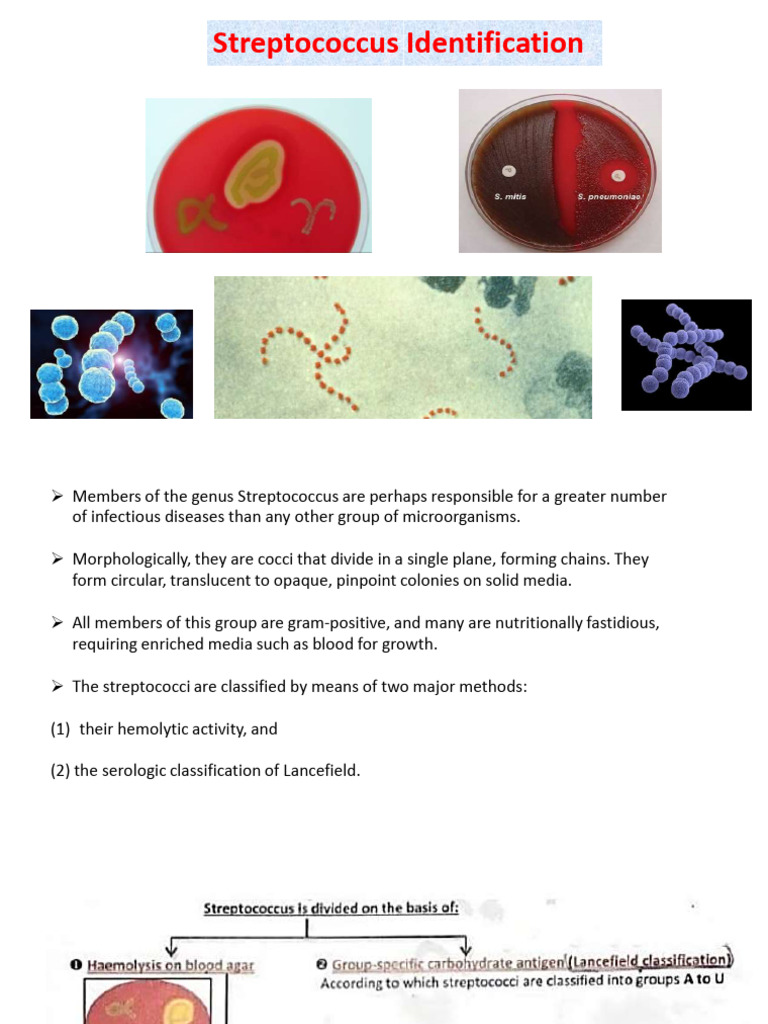 Streptococcus Identification | PDF