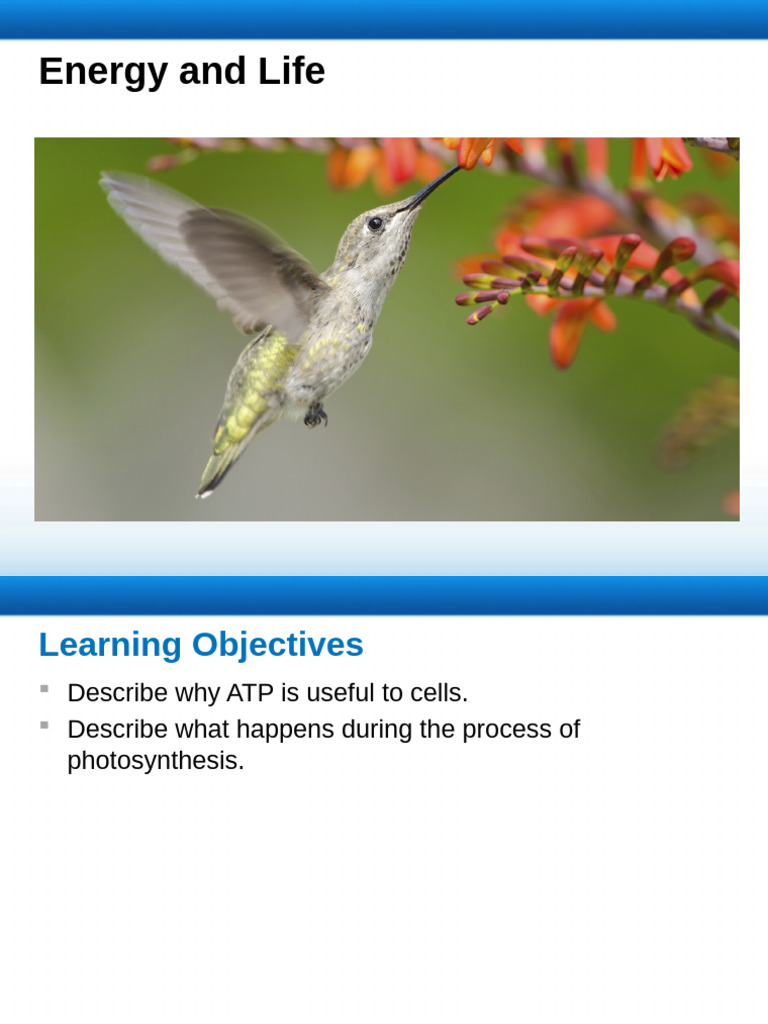 BIO PHOT L01 Energy and Life | PDF