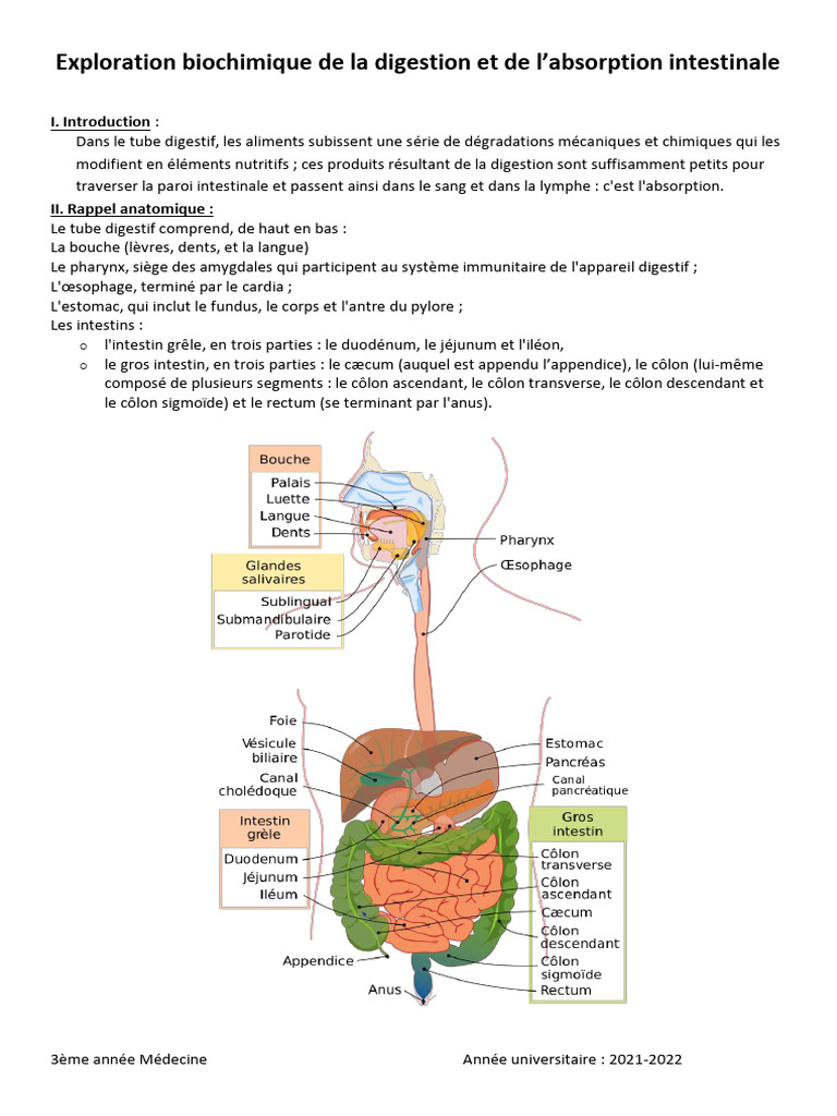 Exploration Biochimique de La Digestion Et de L'absorption Intestinale ...