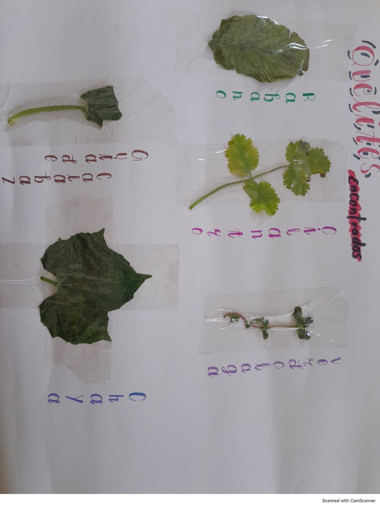 PR Quelites Fatima Castillo | PDF