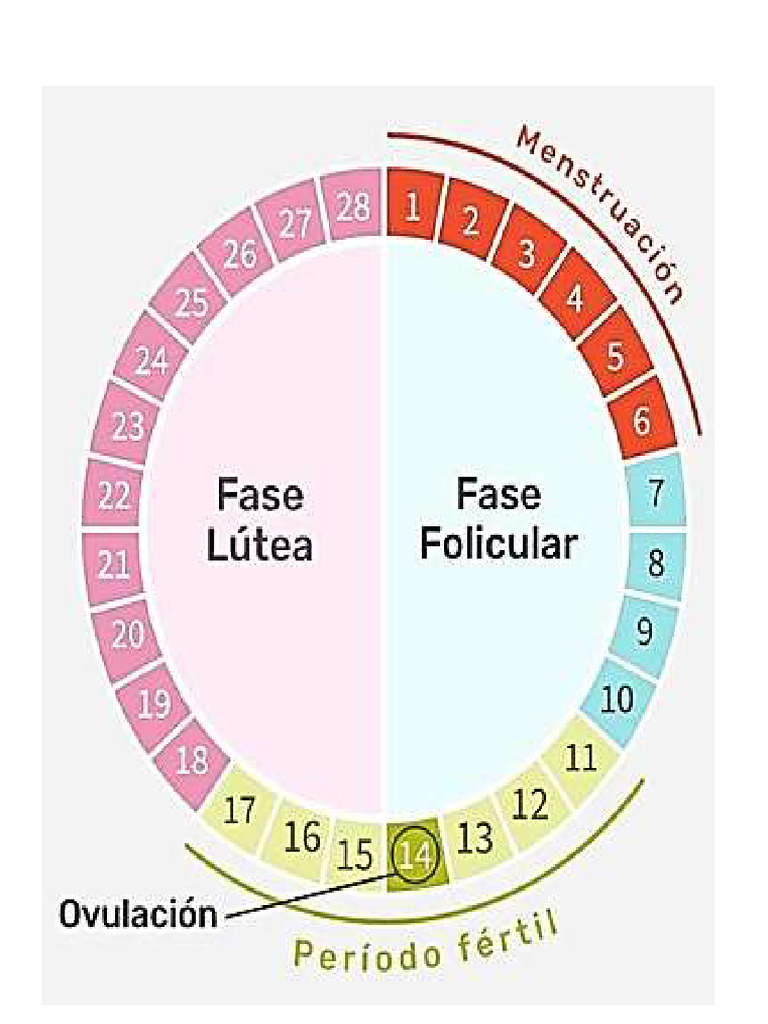 Grafico Del Ciclo Mestrual | PDF