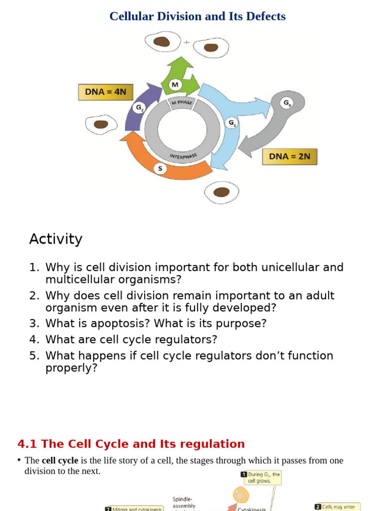 Cellular Division and Its Defects | PDF