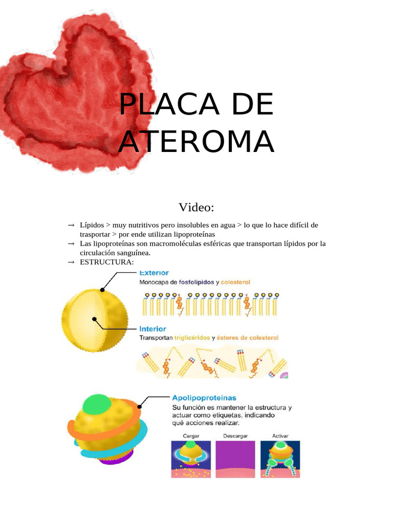 Placa de Ateroma - Resumen Fisiopatologia | PDF