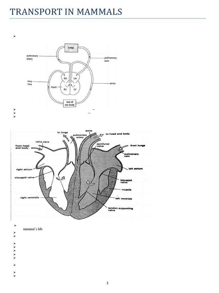 T2.2_TRANSPORT_IN_MAMMALS | PDF